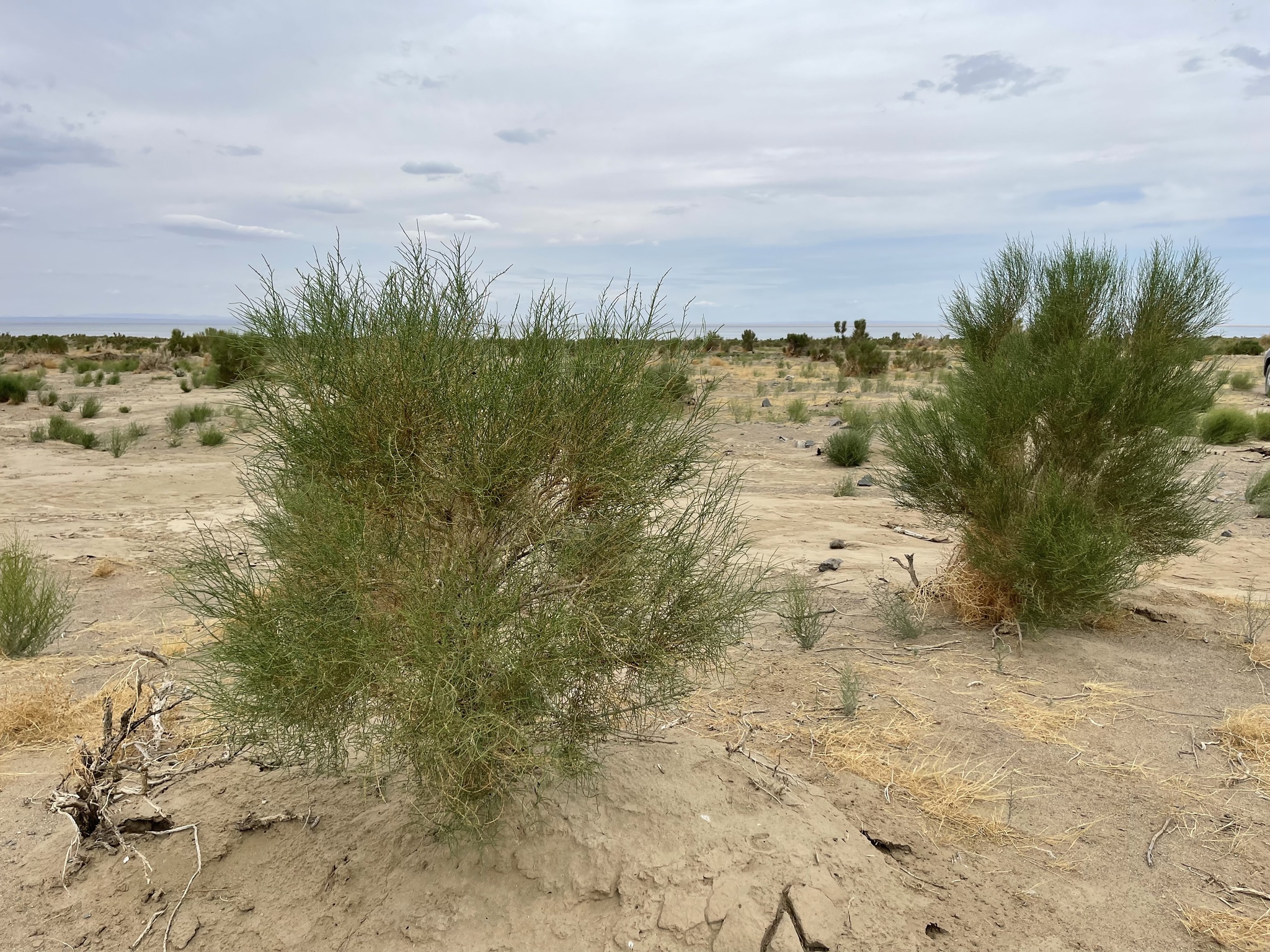 Haloxylon ammodendron (C.A.Mey.) Bunge ex Fenzl