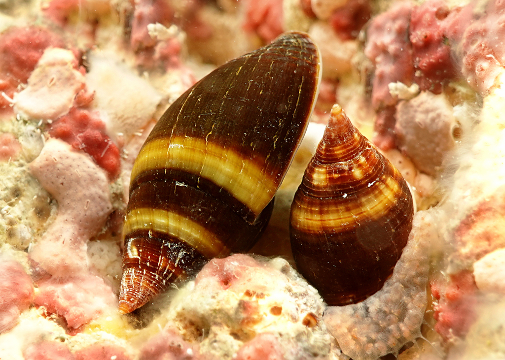Neogastropoda from Oyster Stacks, Exmouth, WA, Australia on October 25 ...