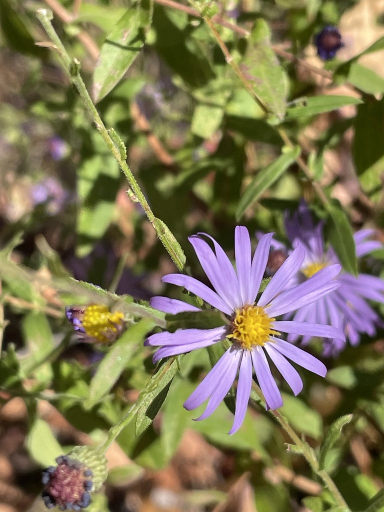 late purple aster from Stanbackferry Ice Plant Rd, Wadesboro, NC, US on ...