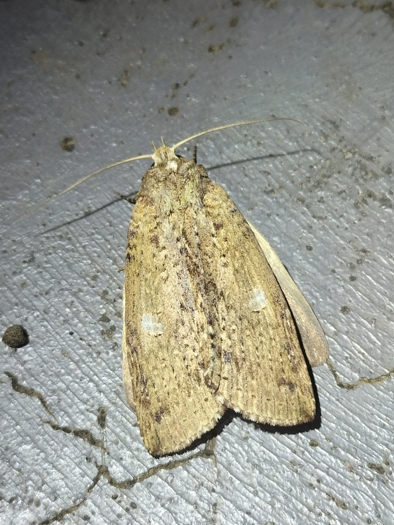 Prominent Moths from Yungaburra QLD 4884, Australia on October 25, 2022 ...