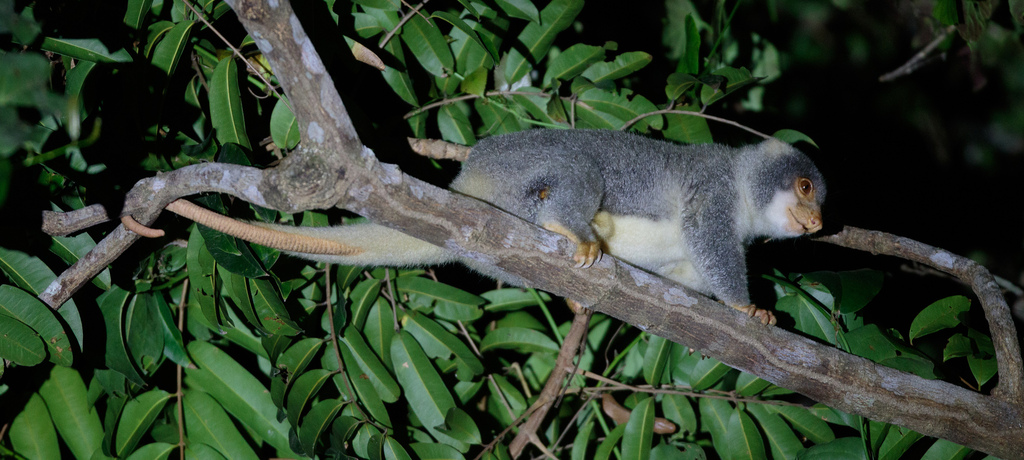 Common Spotted Cuscus in December 2021 by Jacob Crisp · iNaturalist