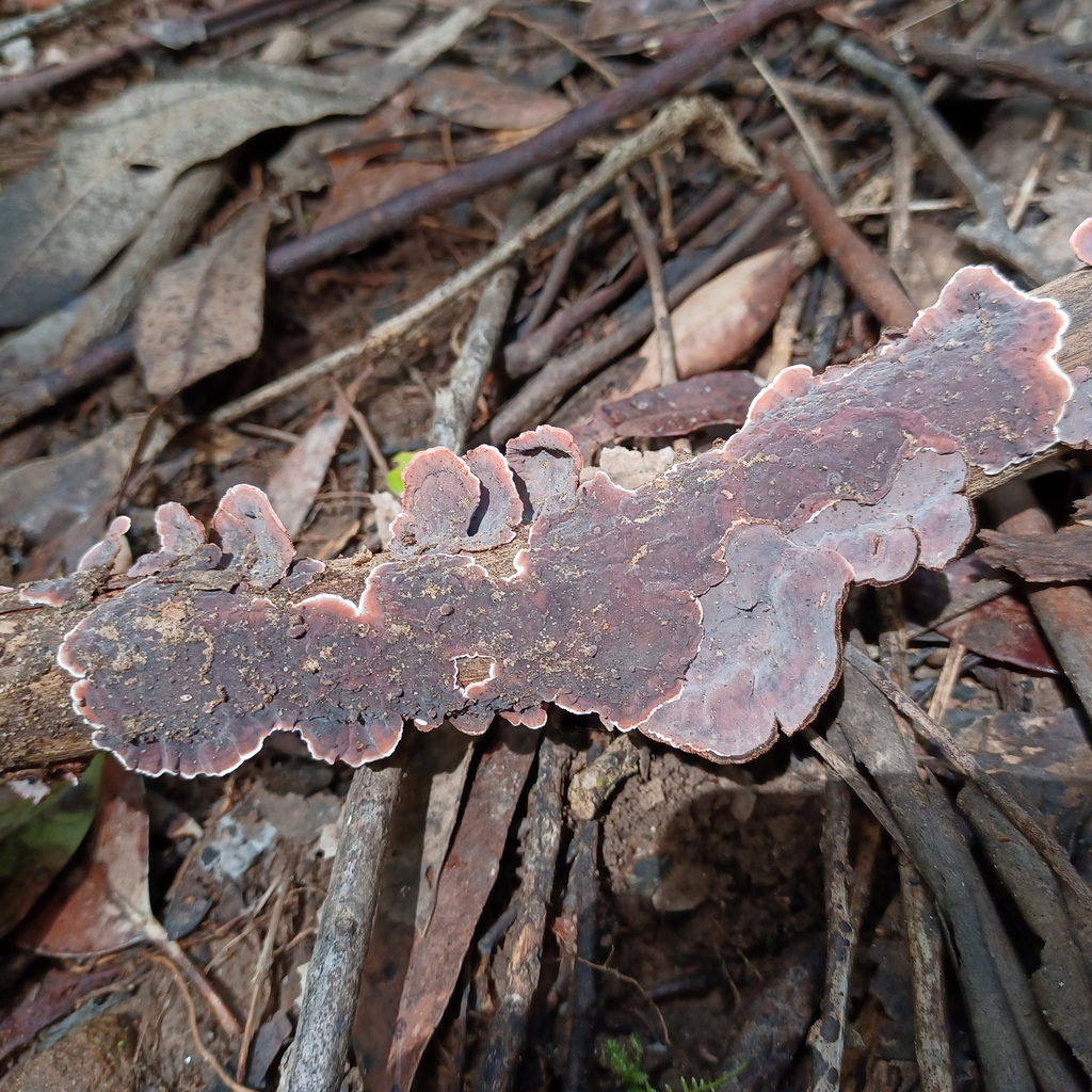 Stereum illudens from Sydney NSW, Australia on October 22, 2022 at 12: ...