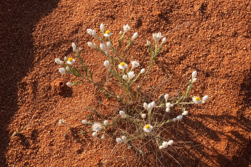 Common White Sunray from Innamincka SA 5731, Australia on August 1 ...