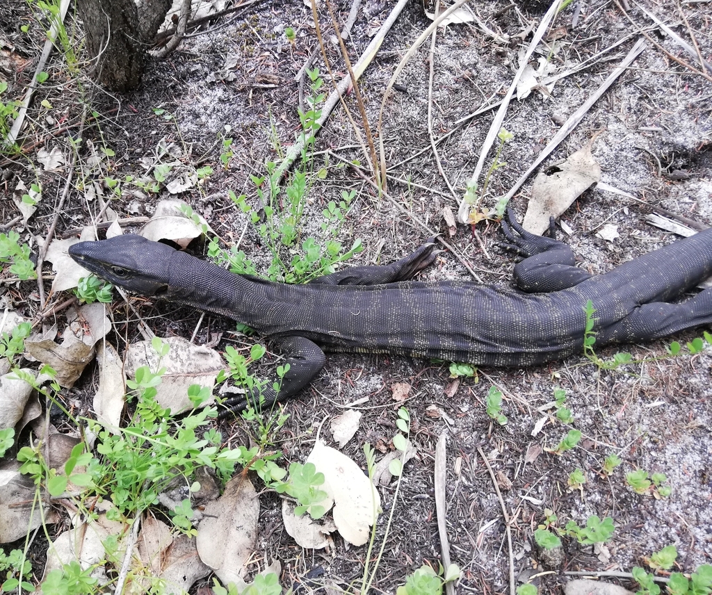 Southern Heath Monitor from Uduc WA 6220, Australia on October 11, 2022 ...