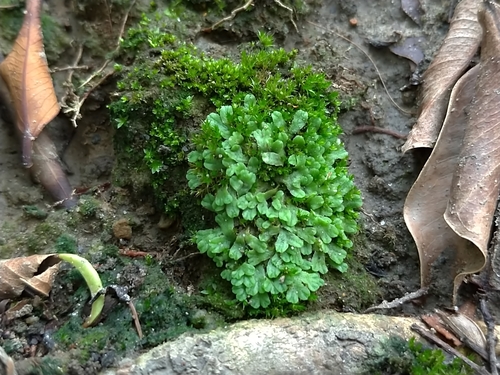 Liverworts of California · iNaturalist
