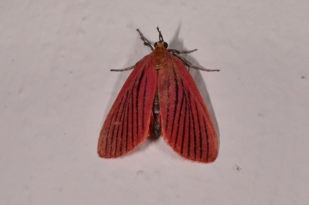 Arctioblepsis rubida from K'Bang District, Gia Lai, Вьетнам on October ...