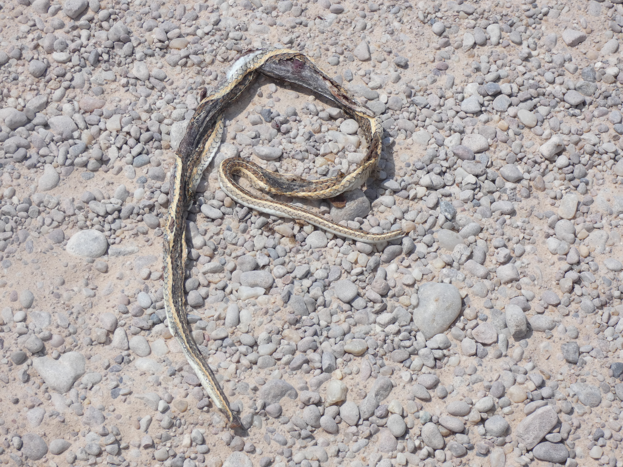 Psammophis leightoni Boulenger, 1902