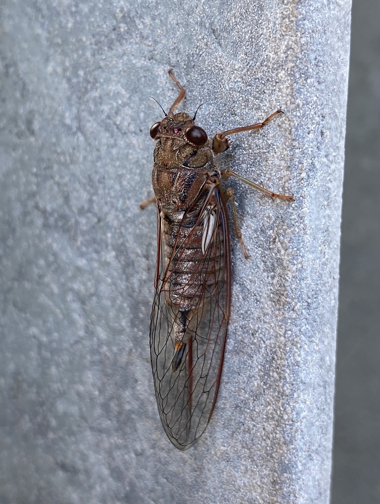 Sydney treetop ticker from North Narrabeen Reserve - Pittwater Rugby ...