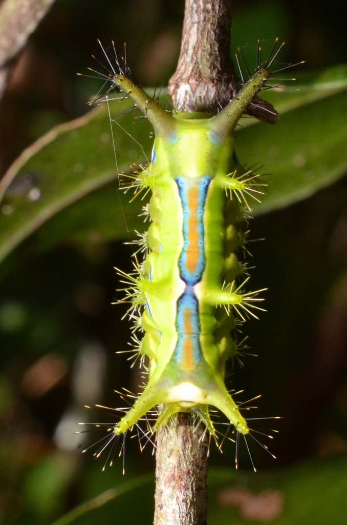 Setora from K'Bang, Gia Lai, Vietnam on October 23, 2022 at 01:18 PM by ...