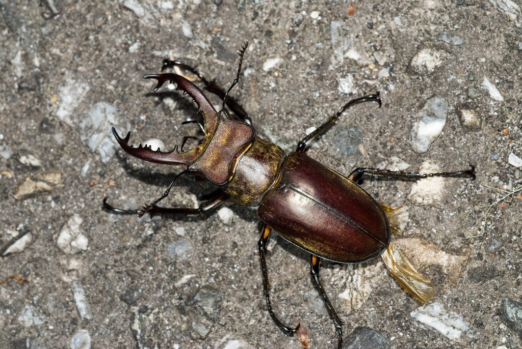 Lucanus maculifemoratus taiwanus from 台灣花蓮縣台8線131K on May 14, 2010 at ...