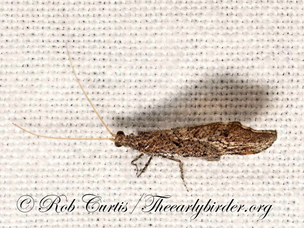 Beaded Lacewings from 20939 Ranch to Market Rd 674 N, Brackettville, TX ...