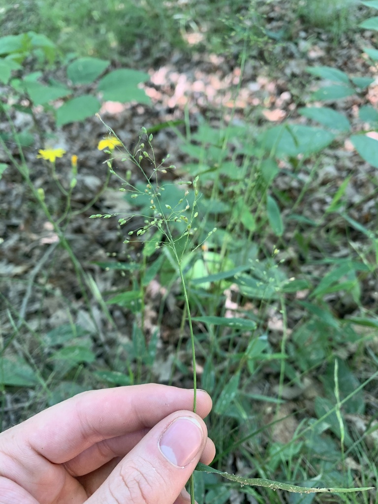 Variable Witchgrass from Daughter of Stars Dr, Bentonville, VA, US on ...