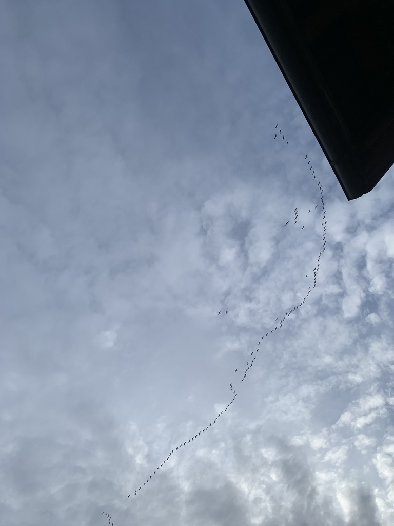 Common Crane from A3, Laaber, Bayern, DE on October 21, 2022 at 05:10 ...