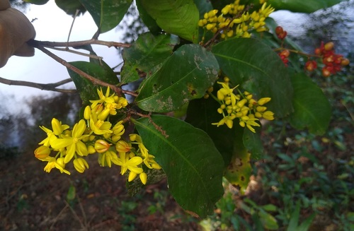 Campylospermum reticulatum · iNaturalist