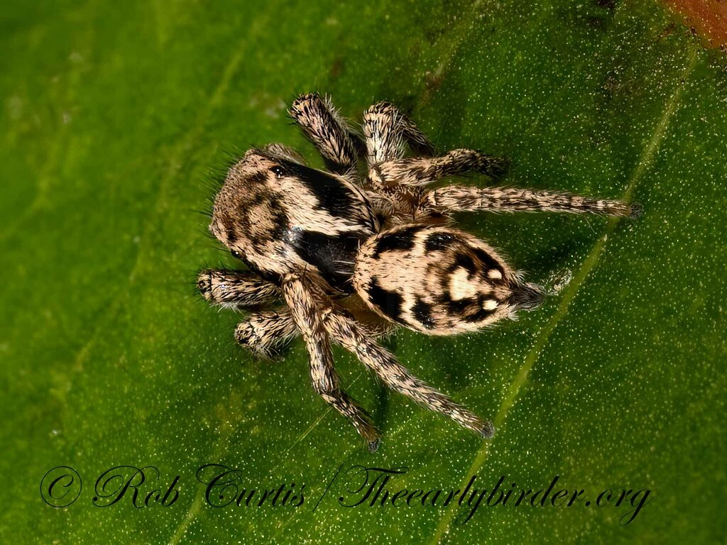 Paradise Jumping Spiders from Uptown, Chicago, IL, USA on September 9 ...