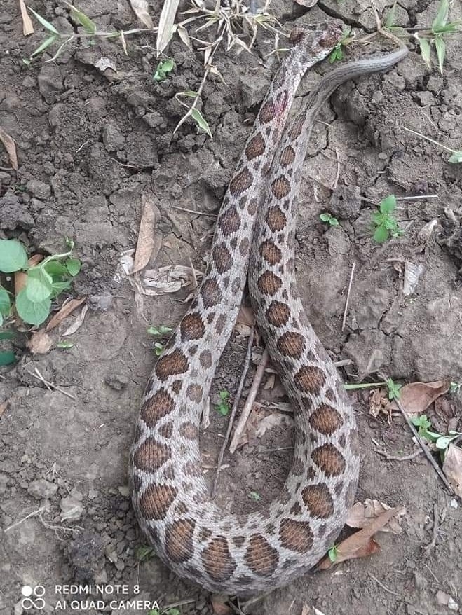 Siamese Russell's Viper from Magway on October 25, 2022 by Ivean ...