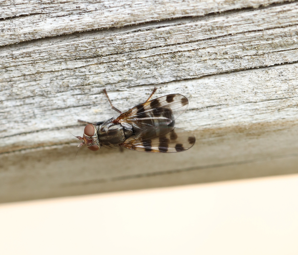 Ceroxys hortulana from Oudalle, France on October 25, 2022 at 05:06 PM ...