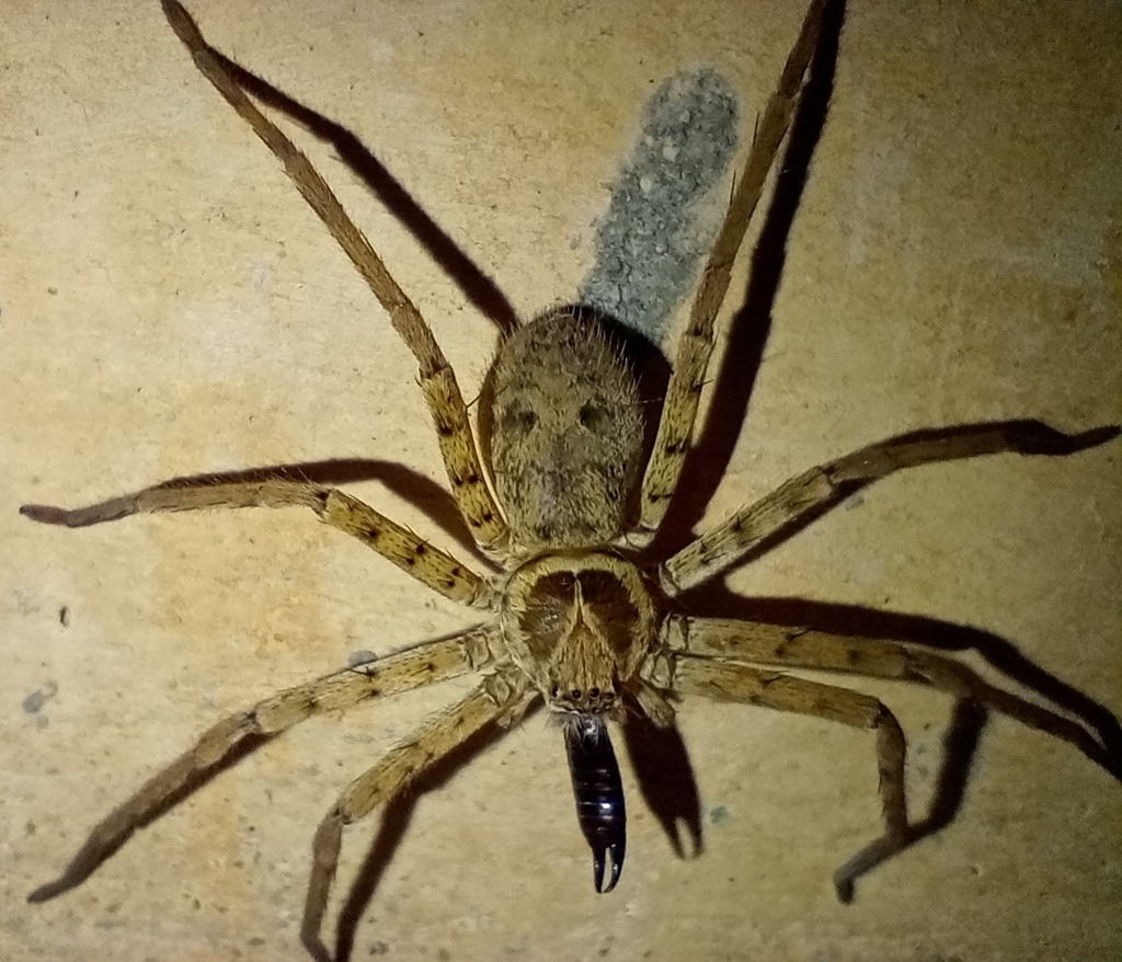 Pantropical Huntsman Spider from Sittilingi on October 25, 2022 at 08: ...
