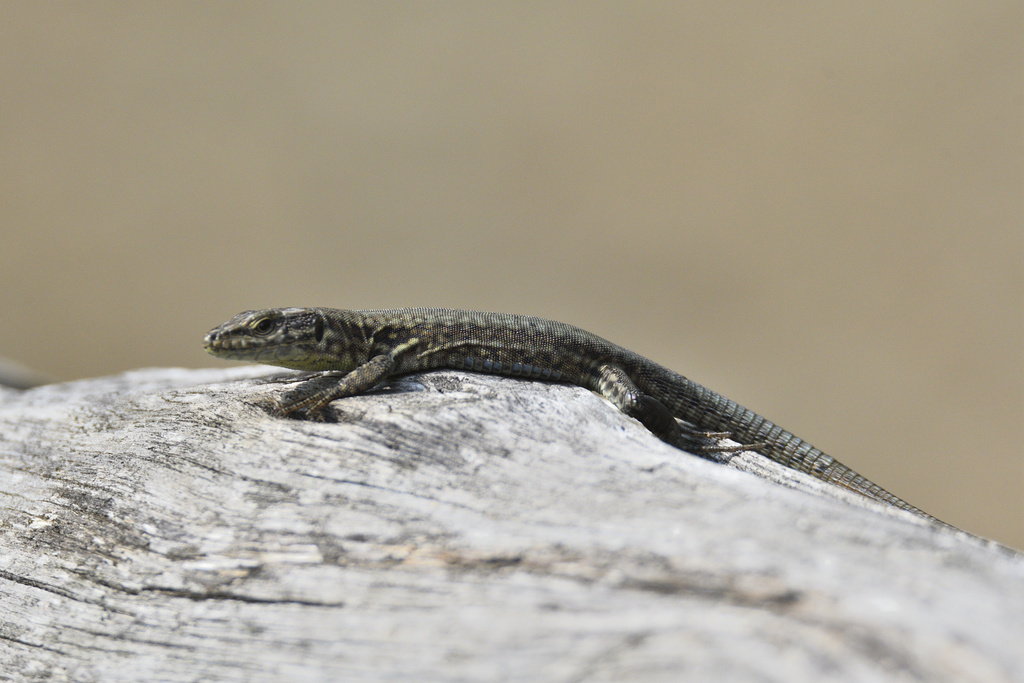 Common Wall Lizard from Parco Naturale Monte S.Giorgio on October 6 ...