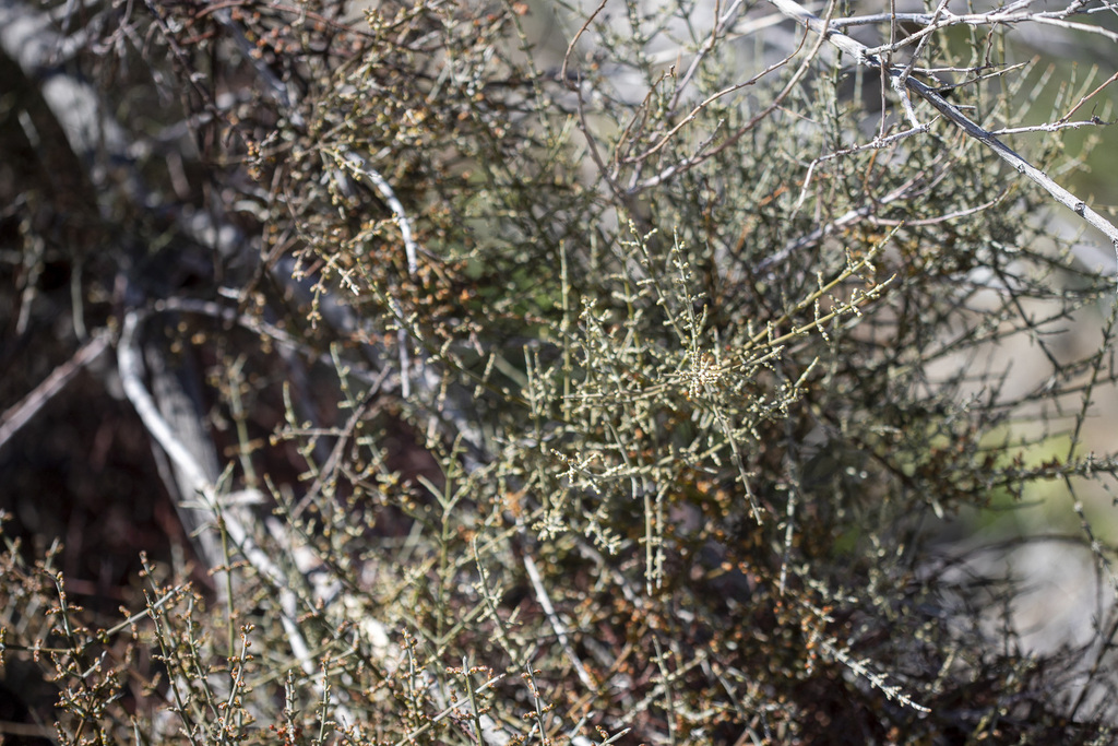 Mesquite Mistletoe from Santa Rosa Wildlife Area, Riverside, California ...