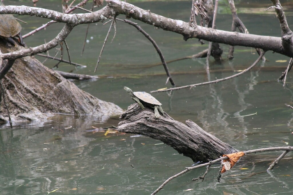 Cagle's Map Turtle in October 2022 by Michael Price · iNaturalist