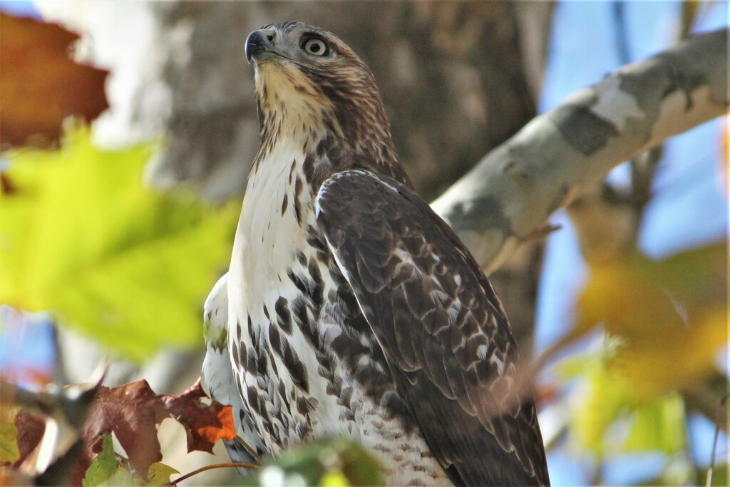 Eastern Red-tailed Hawk from University, Blacksburg, VA, USA on October ...