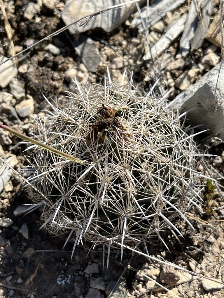 Grooved nipple cactus from Edwards County, TX, USA on October 22, 2022 ...