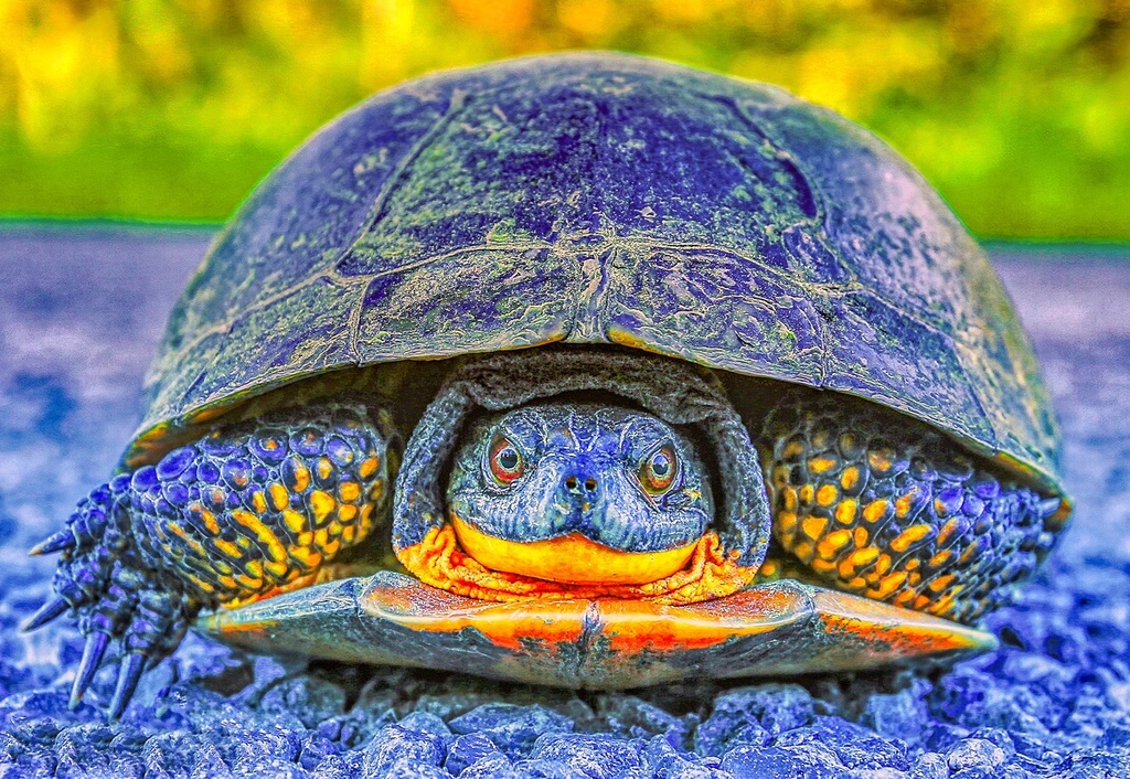Blanding's Turtle in June 2014 by Daniel LaFrance · iNaturalist
