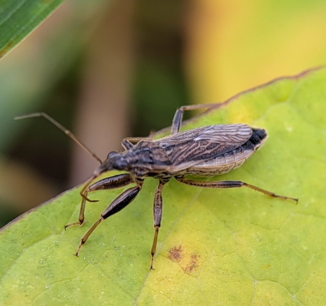 Himacerus major (A.Costa, 1842)