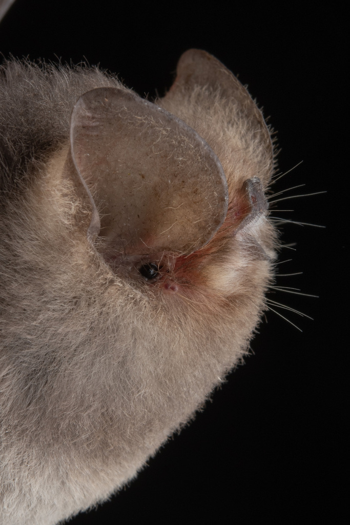 Smoky Bat in September 2022 by Jose G. Martinez-Fonseca · iNaturalist