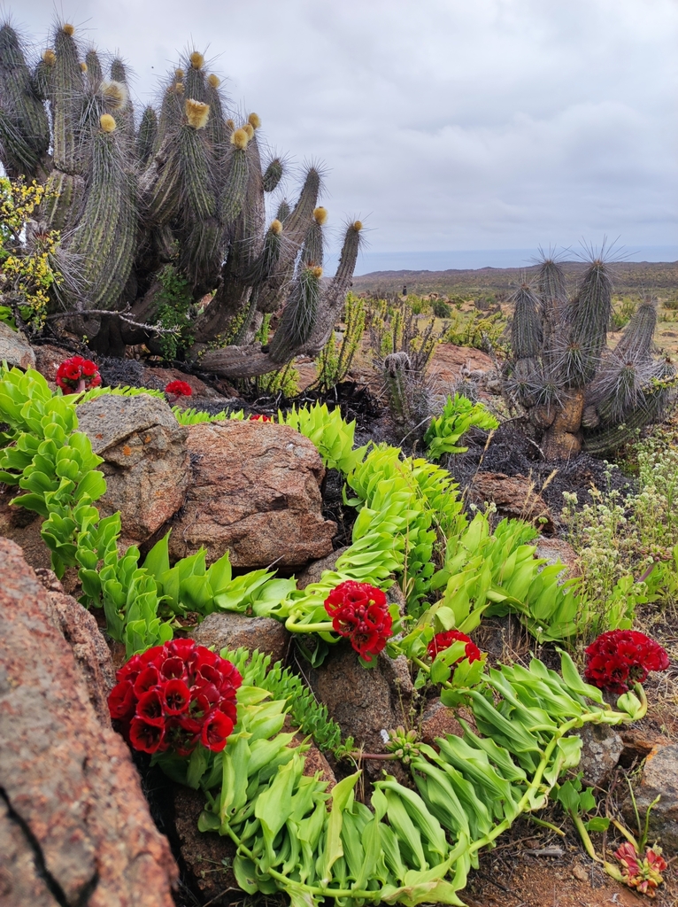 Bomarea ovallei in October 2022 by Pilar Molina Albornoz · iNaturalist