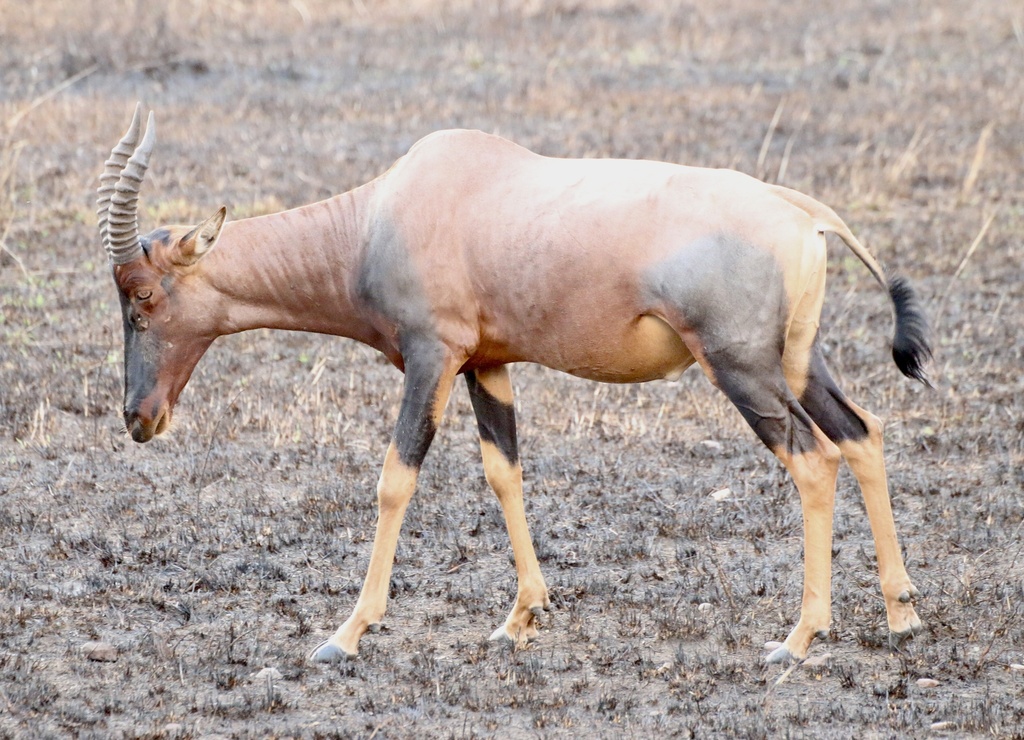 Topi from Serengeti National Park, Bariadi, TZ on June 20, 2014 at 05: ...