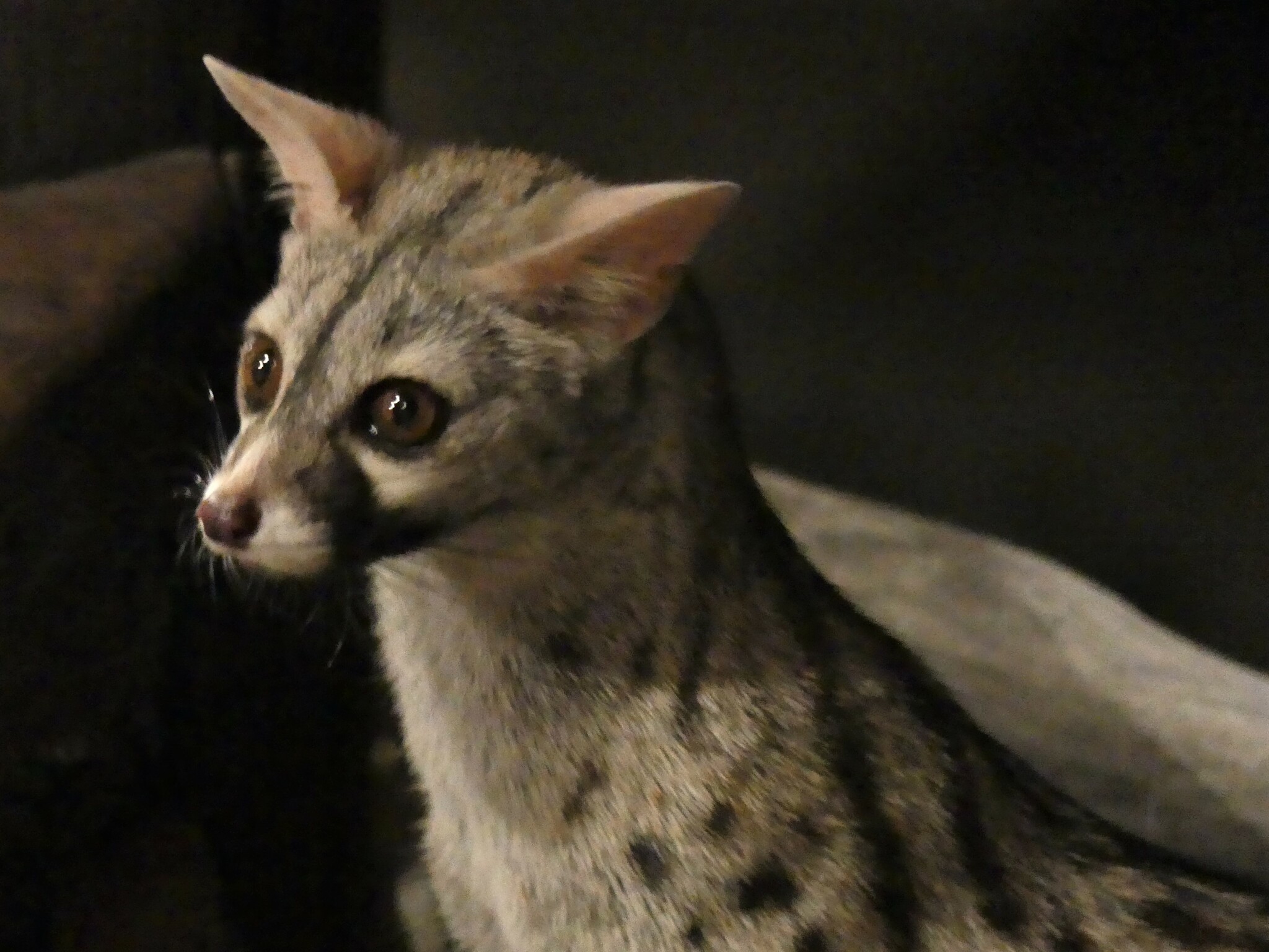 Genetta genetta felina (Thunberg, 1811)