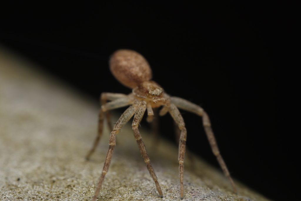 Philodromus rufus from Dresdner Heide, Dresden, Germany on October 25 ...