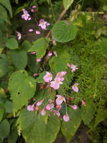 Begonia rubella · iNaturalist