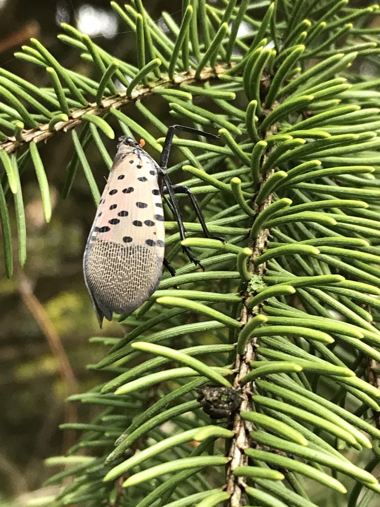 Spotted Lanternfly from Palisades Dr, Leesport, PA, US on October 25 ...