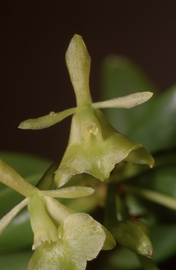 Florida star orchid from Collier County, FL, USA on October 10, 2003 by ...