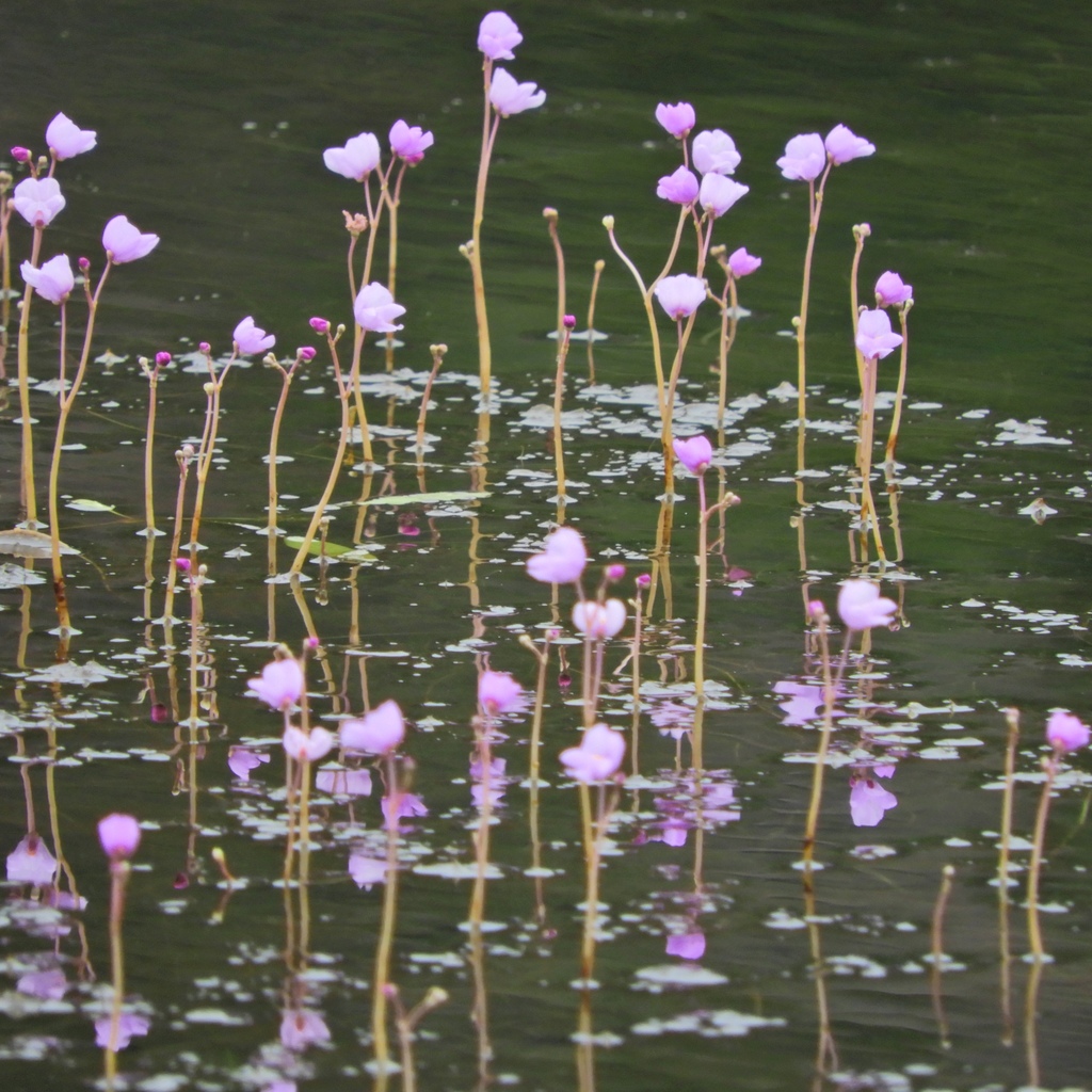 Purple Bladderwort (Utricularia purpurea) - Botanical Realm