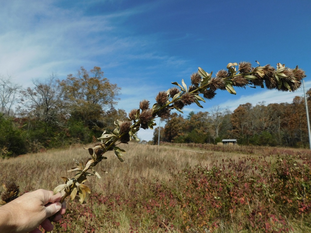 round-headed bush clover (Lezpedezas in Virginia) · iNaturalist