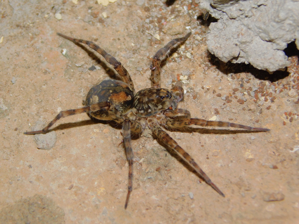 Ocyale Burrowing Wolf spider from Buhaguzi, Uganda on October 22, 2022 ...