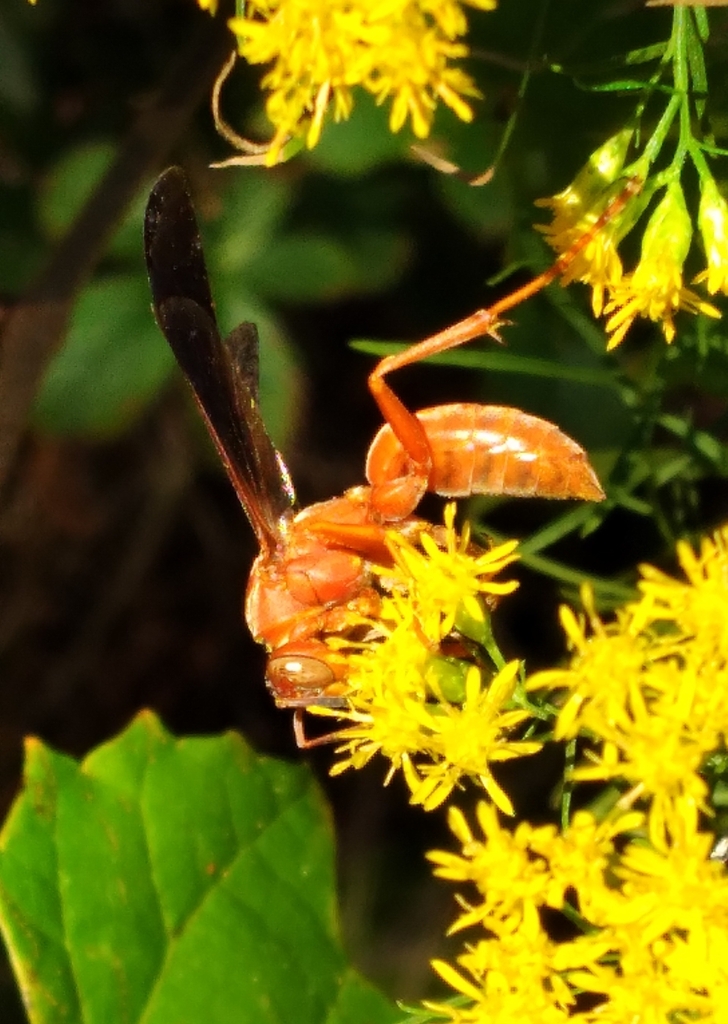 fuscatus-group Paper Wasps from Yulee, FL, USA on October 25, 2022 at ...