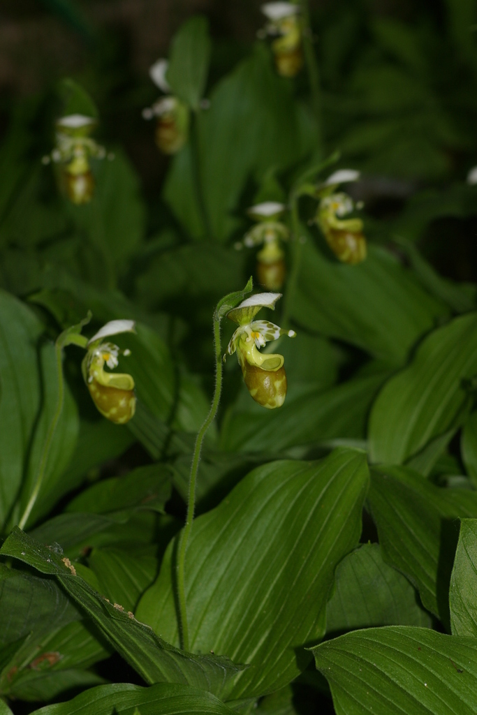 Yellow spotted lady's-slipper from Unalaska, AK, USA on July 13, 2019 ...