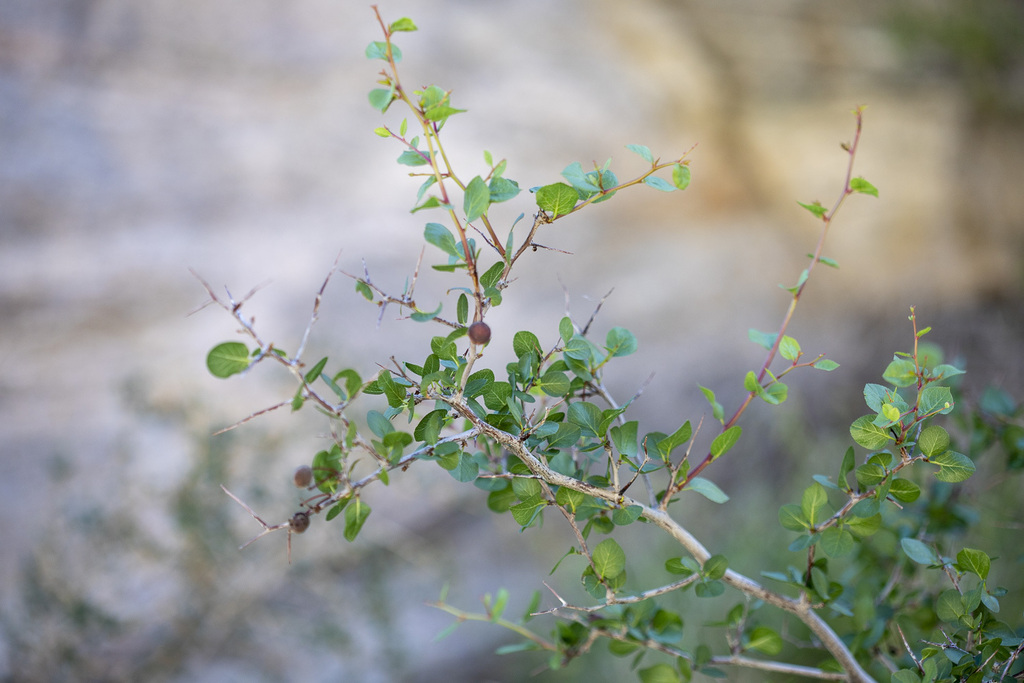 Desert Apricot from Santa Rosa Wildlife Area, Riverside, California ...