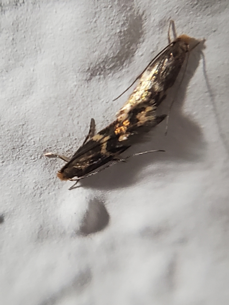 Yellow V Moth in October 2022 by Jason Hernandez. How long do these ...