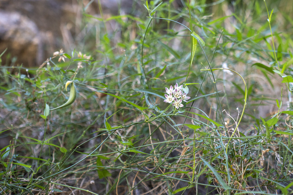 Hartweg's climbing milkweed from Santa Rosa Wildlife Area, Riverside ...