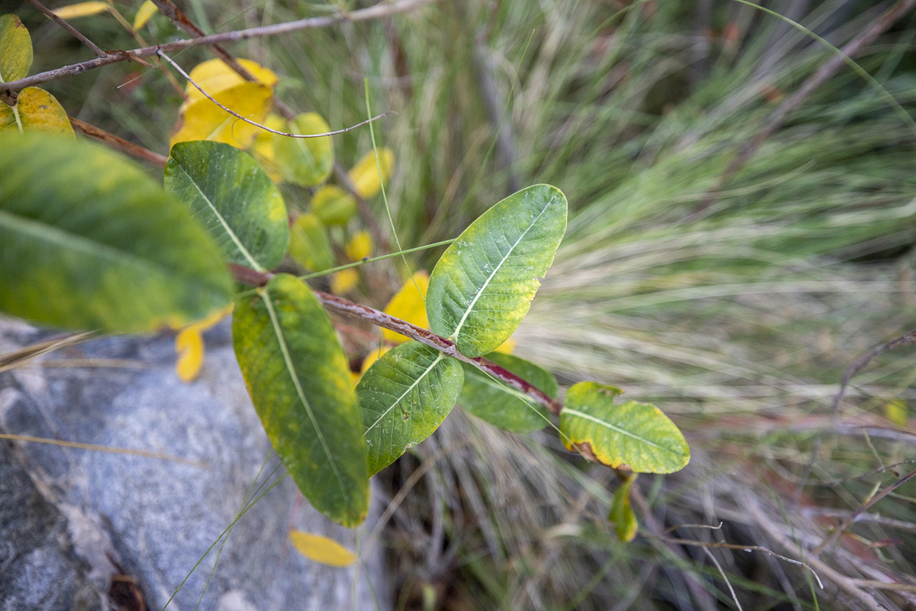 hemp dogbane from Santa Rosa Wildlife Area, Riverside, California ...