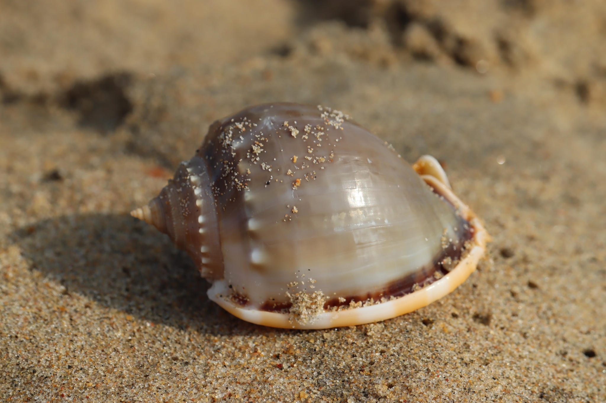 Phalium glaucum (Linnaeus, 1758)