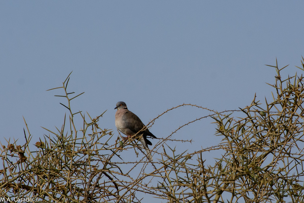 Mourning Collared Dove from Amboseli, Kajiado South, Kajiado, Kenya on ...