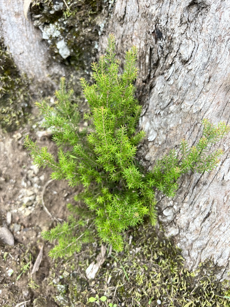 Erica canariensis (Madeira Pflanzen Ericales) · iNaturalist