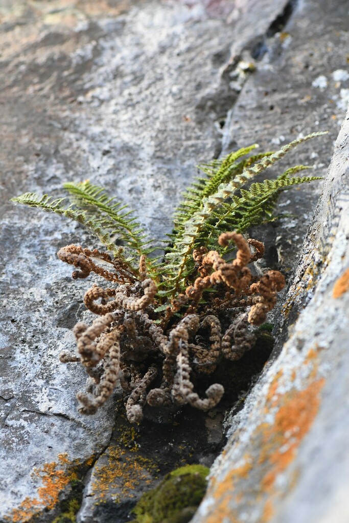 fragrant wood fern from Houghton County, MI, USA on October 22, 2022 at ...